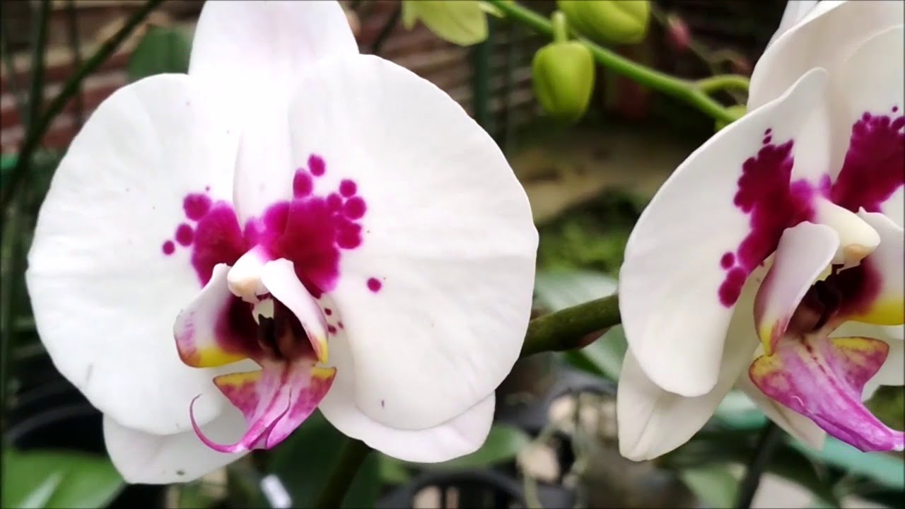 Wonderful Orchid Gallery 2018 - Beautiful Orchid Flowers - YouTube