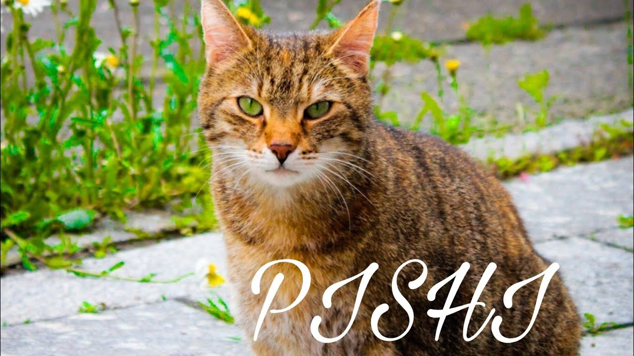 beautiful PISHI - YouTube