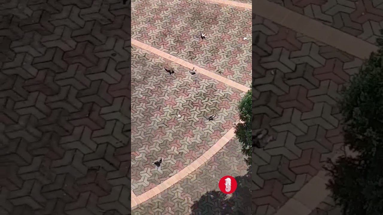 NEA culling pigeons by poisoning them - YouTube