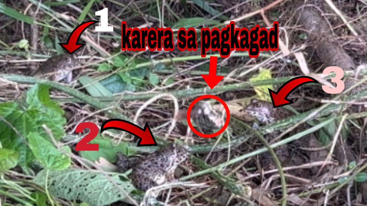 palaka at patunog - YouTube