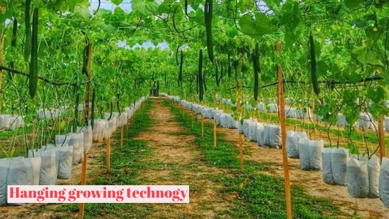 Growing vegetables with cocopeat in plastic bag hanging technology ...