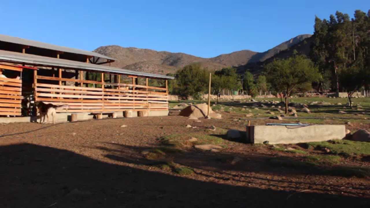 Animal - Documental de Observación (Duoc UC 2015) - YouTube