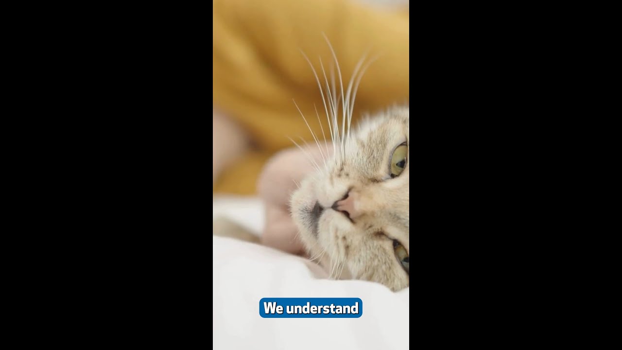 How Can You Support Your Cat’s Detox System? - YouTube