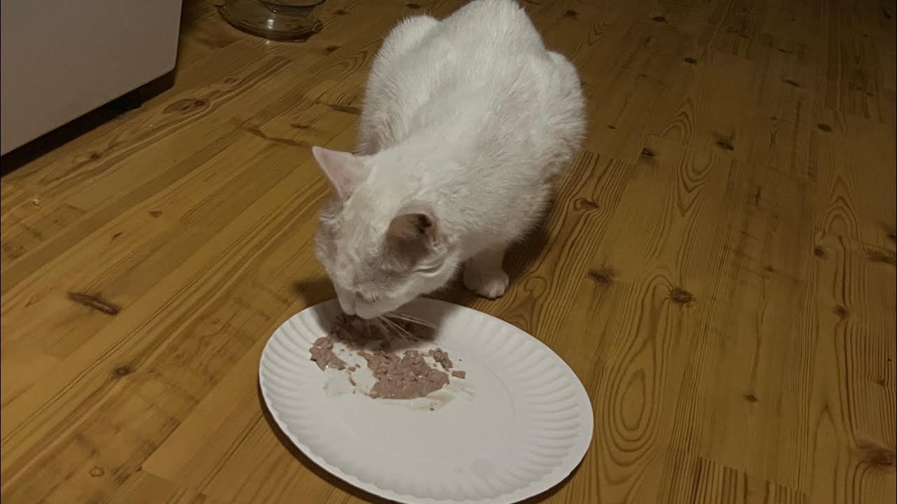 ASMR • Cat Eating Food ASMR - YouTube