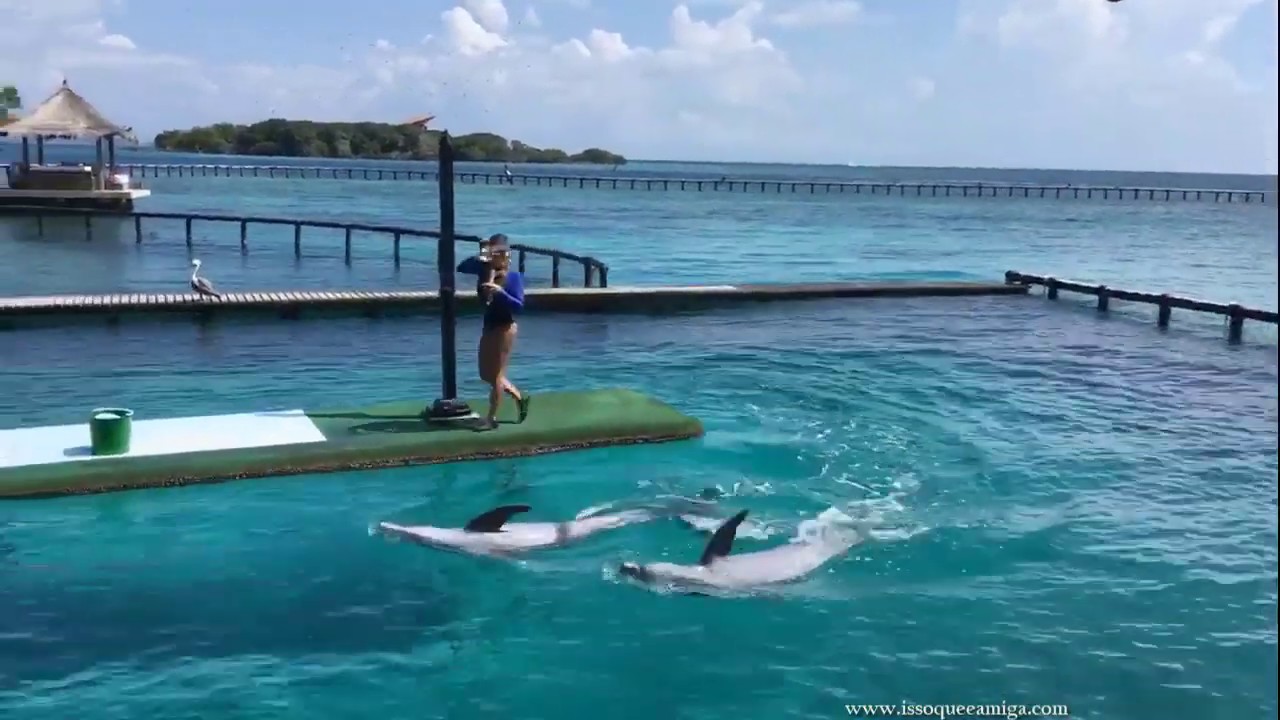 Oceanario Isla del Rosario - Cartagena, Colômbia - YouTube
