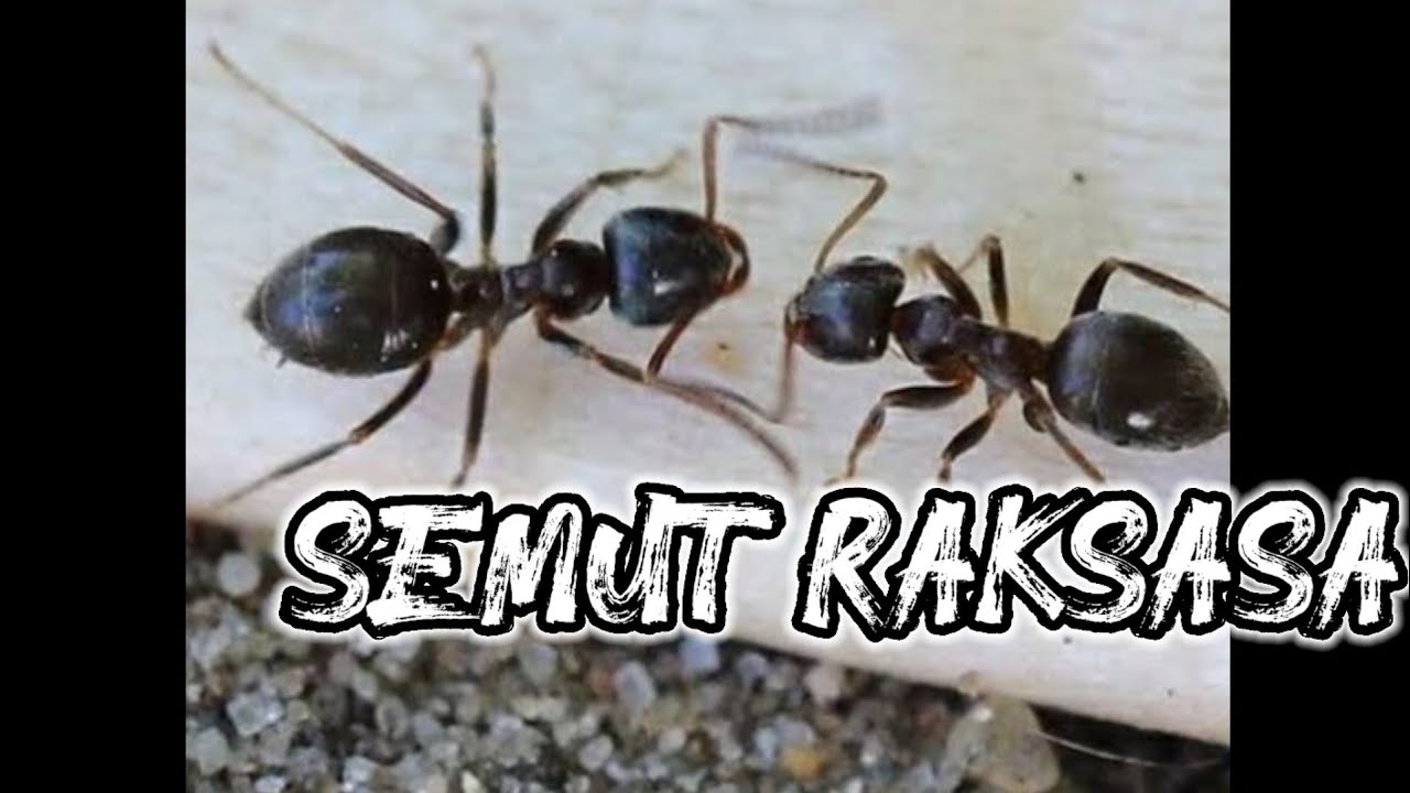 Semut raksasa bermunculan , pertanda apakah ini ?? || Aisyah Sahla ...