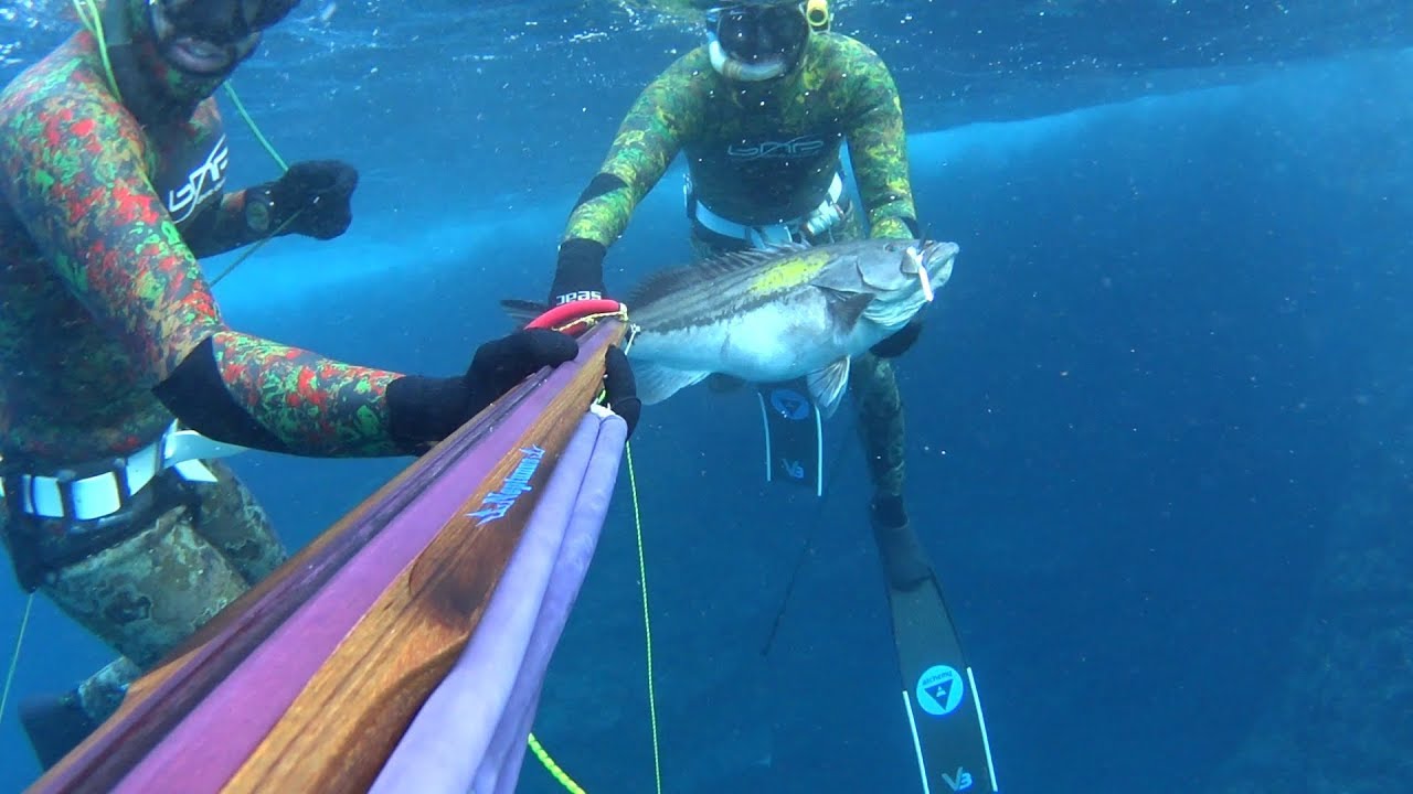 Spearfishing Big Golden Groupers - Οι Κάβοι με τις Στήρες ...