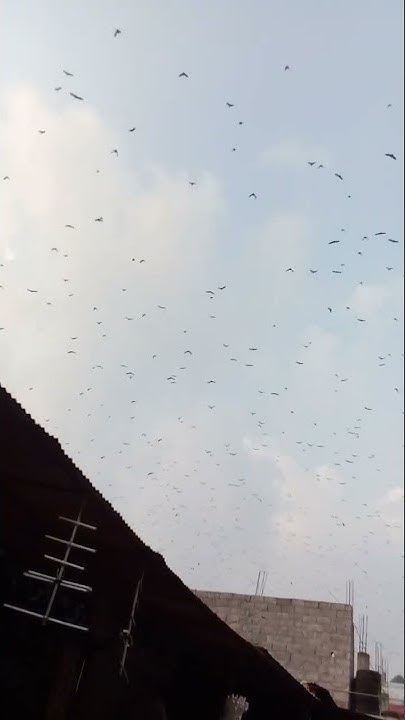 Birds |beautiful birds| bat are flaying |birds are flaying #beauty # ...