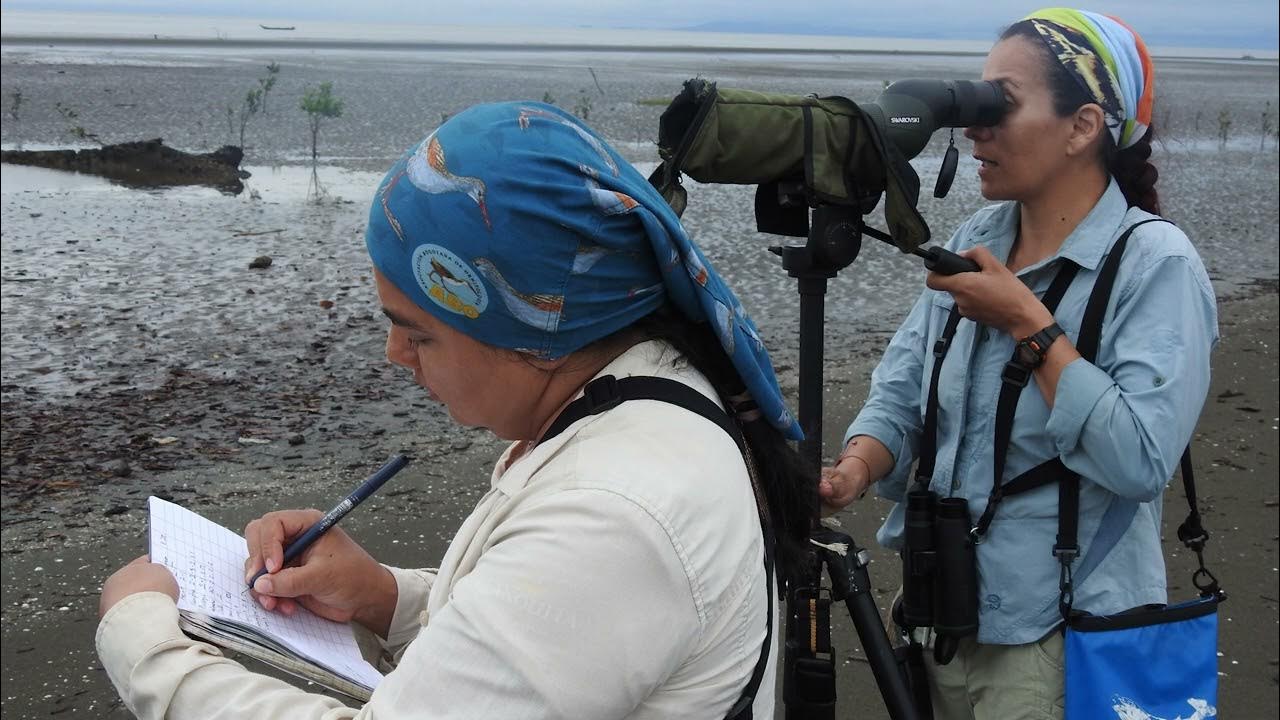 Tutorial para usar la herramienta ShorebirdViz de eBird: Presentación ...