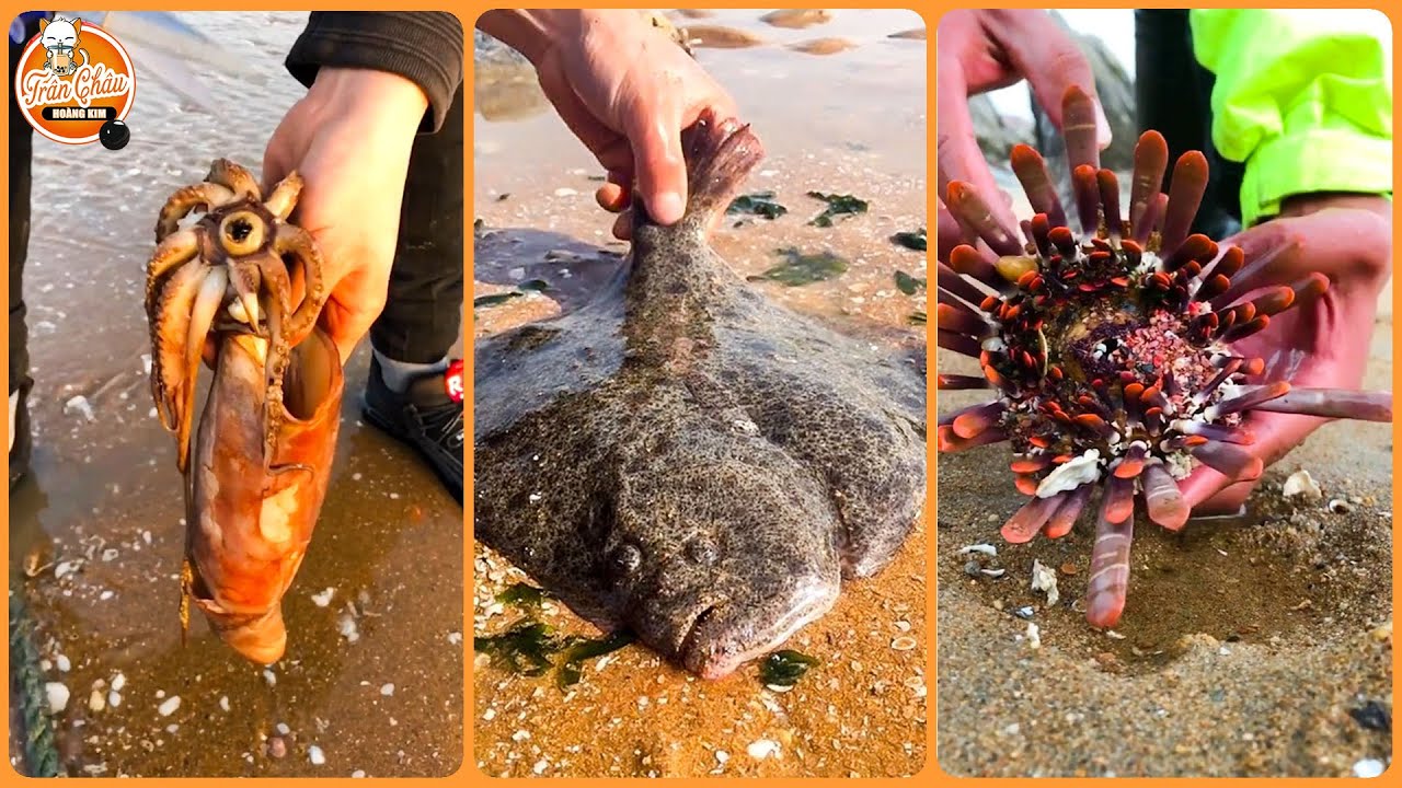Asian Talented Fisherman Catching Seafood's P(02)🦀🦐 Tik Tok China 🦀🦐 ...