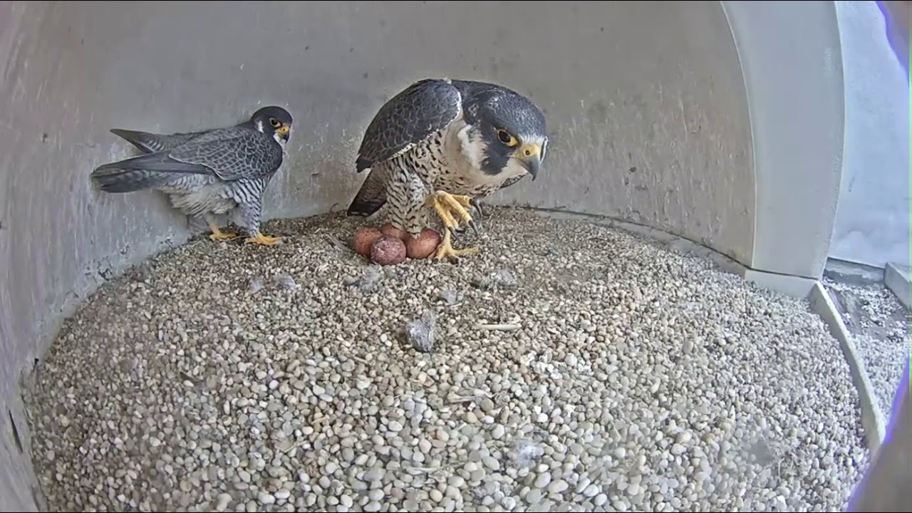 Union County Peregrine Falcon Pair Take Turns Incubating - YouTube