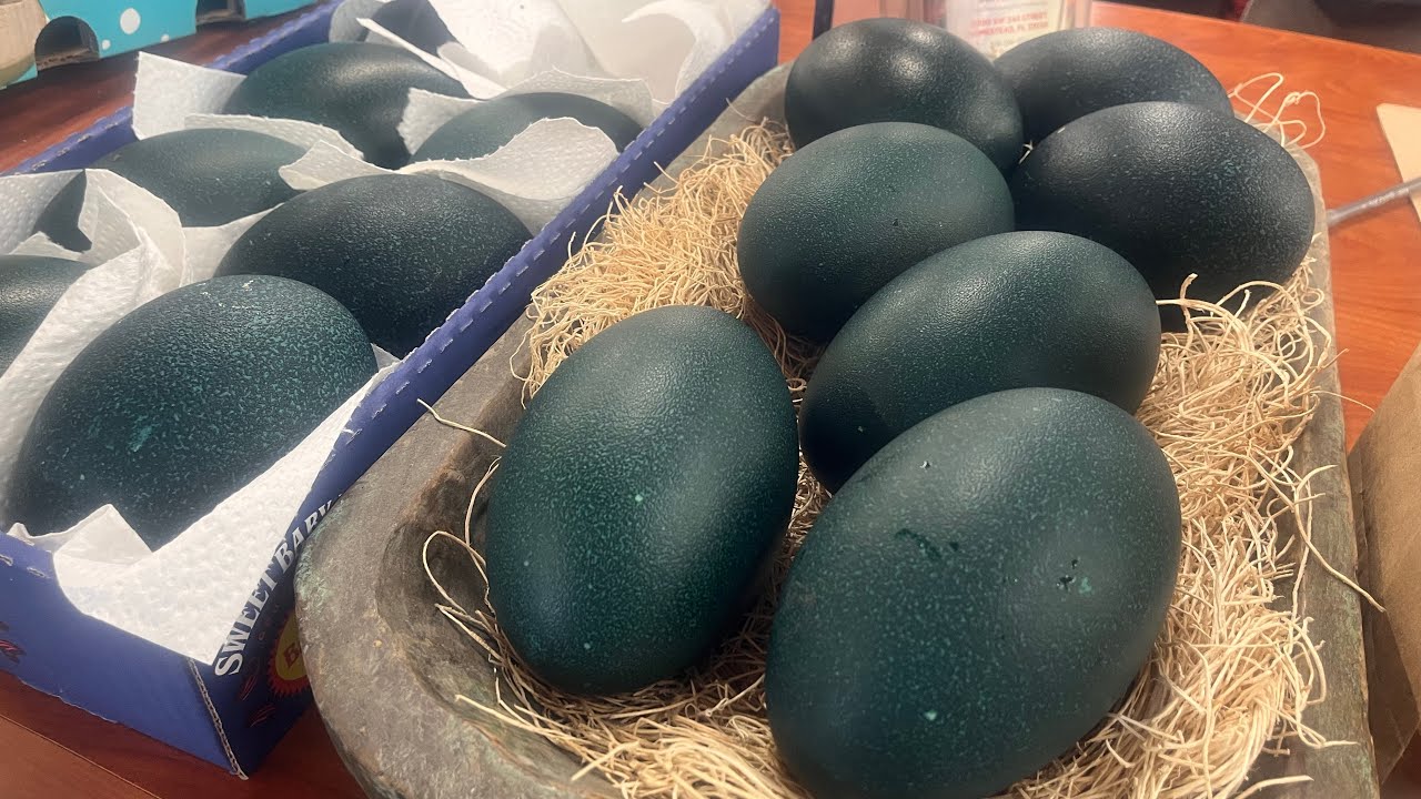 Cooking and Eating an EMU EGG! - YouTube