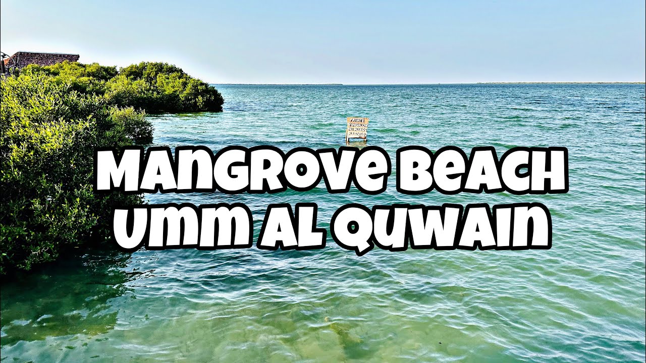 Mangrove Beach, Umm Al Quwain - YouTube