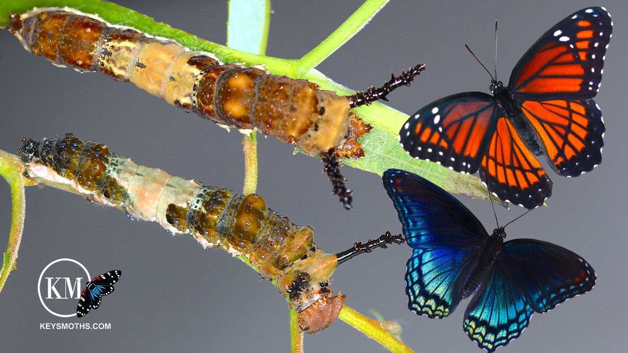 BUTTERFLY MIMICS! HOW TO TELL RED SPOTTED PURPLE AND VICEROY ...