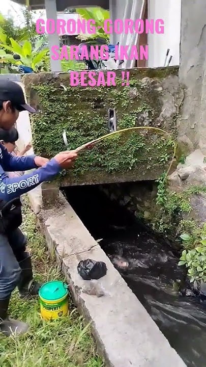 HEBOH STRIKE IKAN BESAR DI GORONG² RUMAH WARGA JADI TONTONAN!! - YouTube