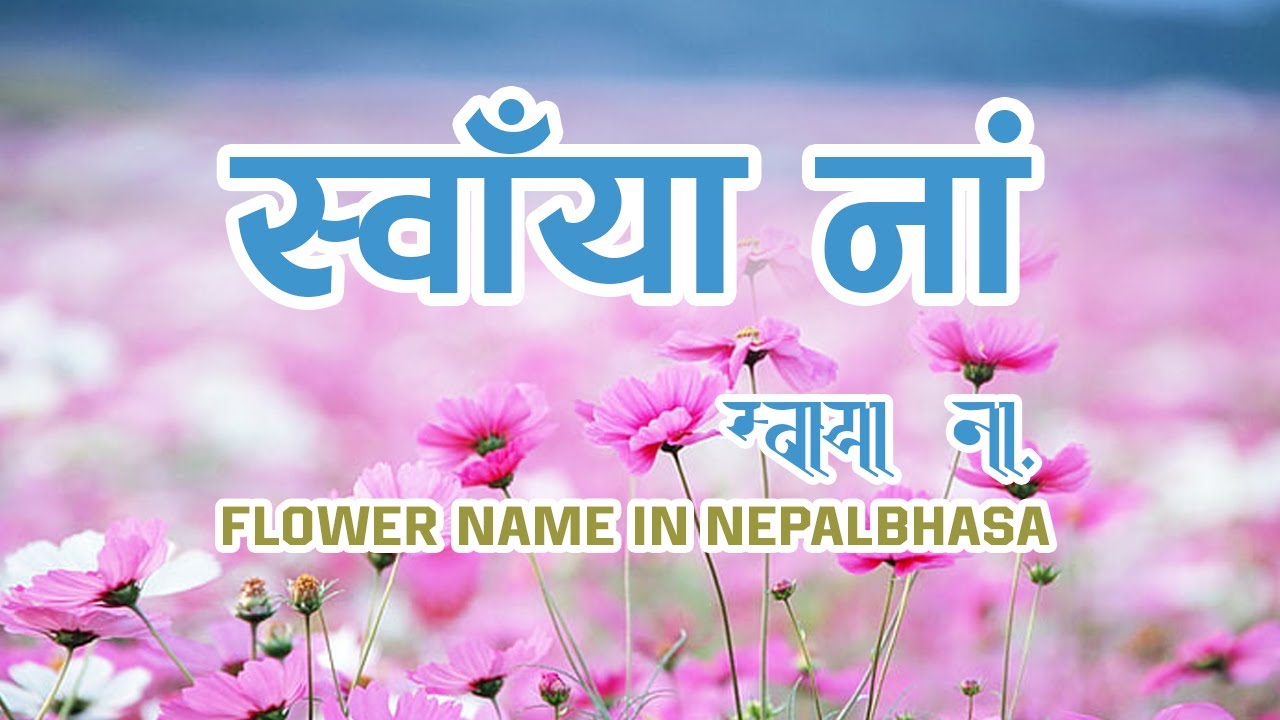 स्वाँया नां | Flower Name in Nepalbhasa | Flower Name List - YouTube