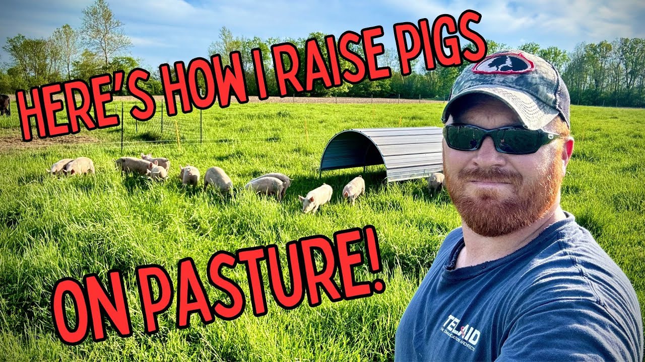 Pigs are graduating the training pen! Here's how I setup hot wire ...