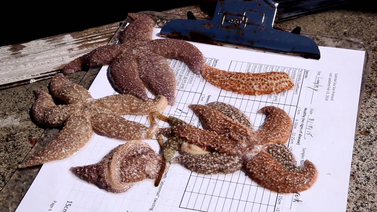 Why are so many starfish dying? - YouTube