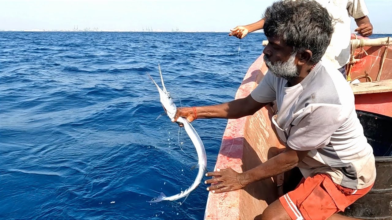 Catching Plenty of Needle Fish in the Sea - YouTube