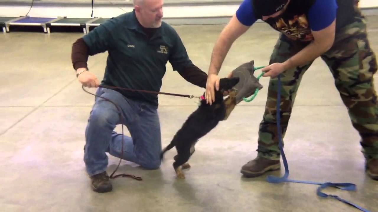 German Shepherd Obedience Protection Training "Reagan" For Sale - YouTube