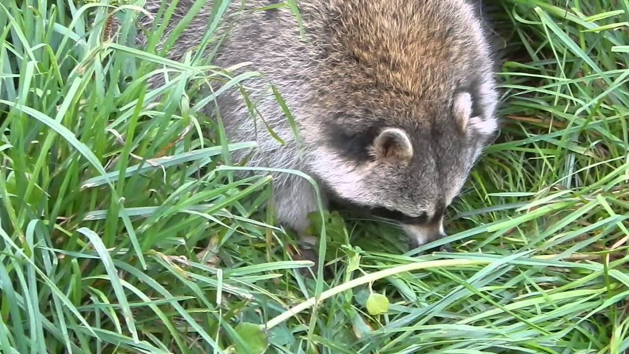 Raccoon at Toronto Zoo: Cute Little Burglar Vermin 2015 09 24 05 05 36 ...