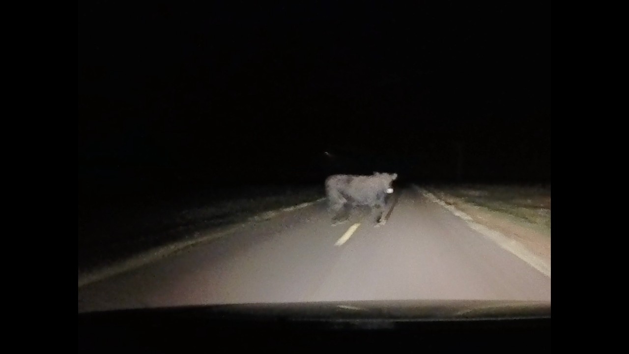 2010 Volvo vs Cow Roadkill Edition - YouTube