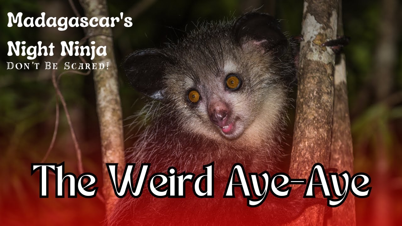How Does the Aye-Aye Use its Extra Long Middle Finger? (It's Genius ...