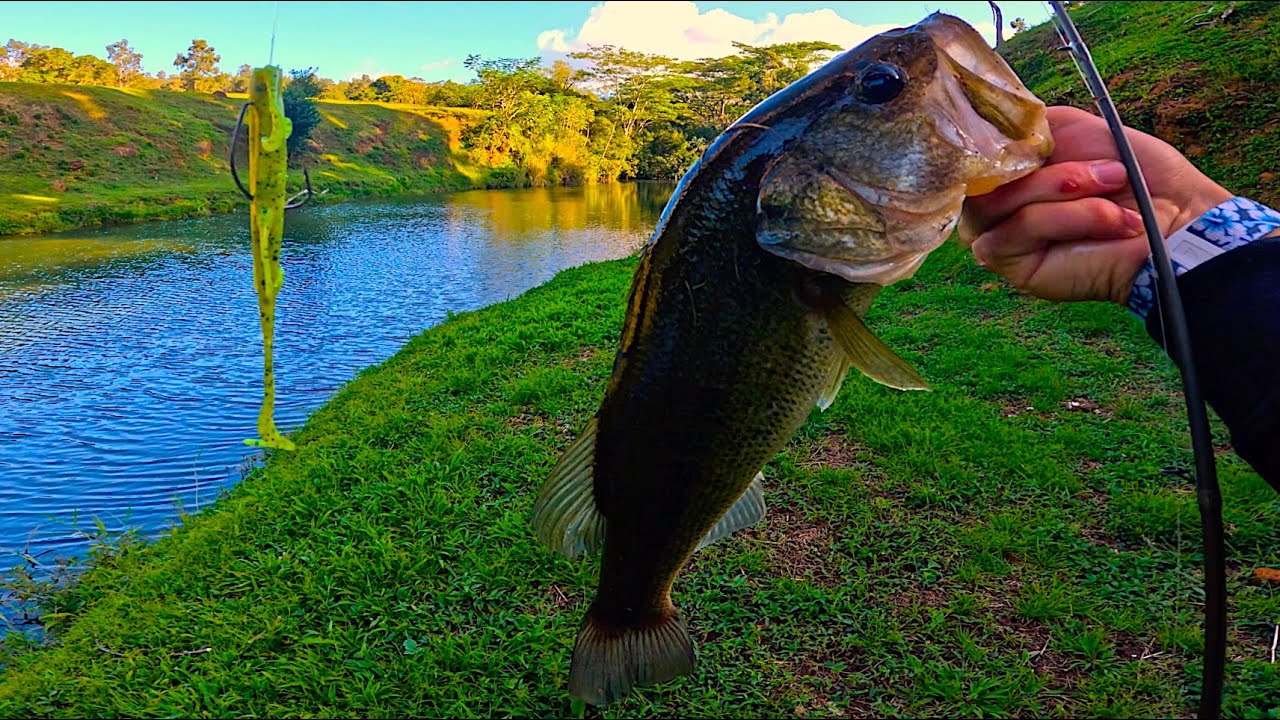 Creek Fishing For Huge Bass - YouTube
