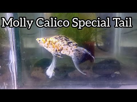 Molly Calico Special Tail - YouTube