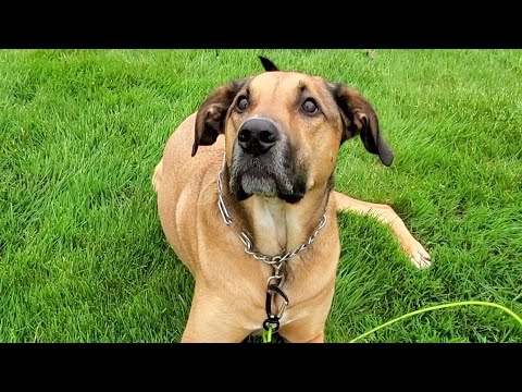 5/4/2023 - Walking the dog with Emmett the dog - YouTube