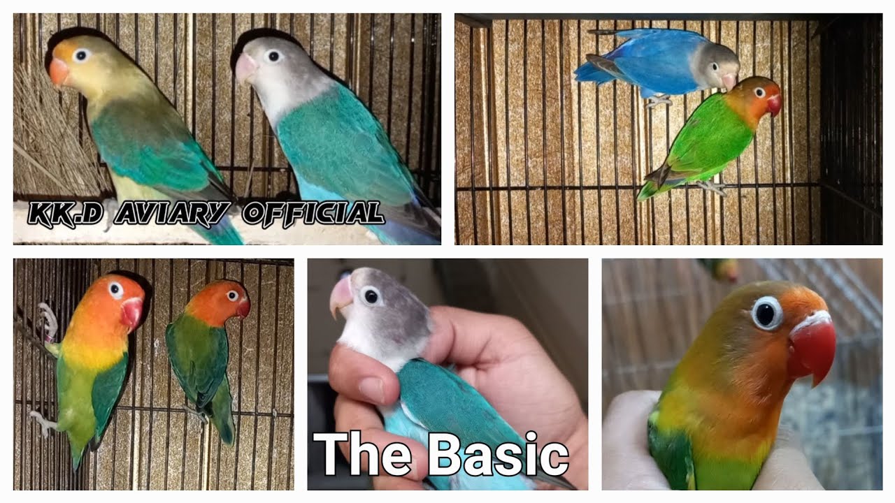 Let's Learn Basic Genetics For Lovebird's with M.Daim || Episode 1 ...