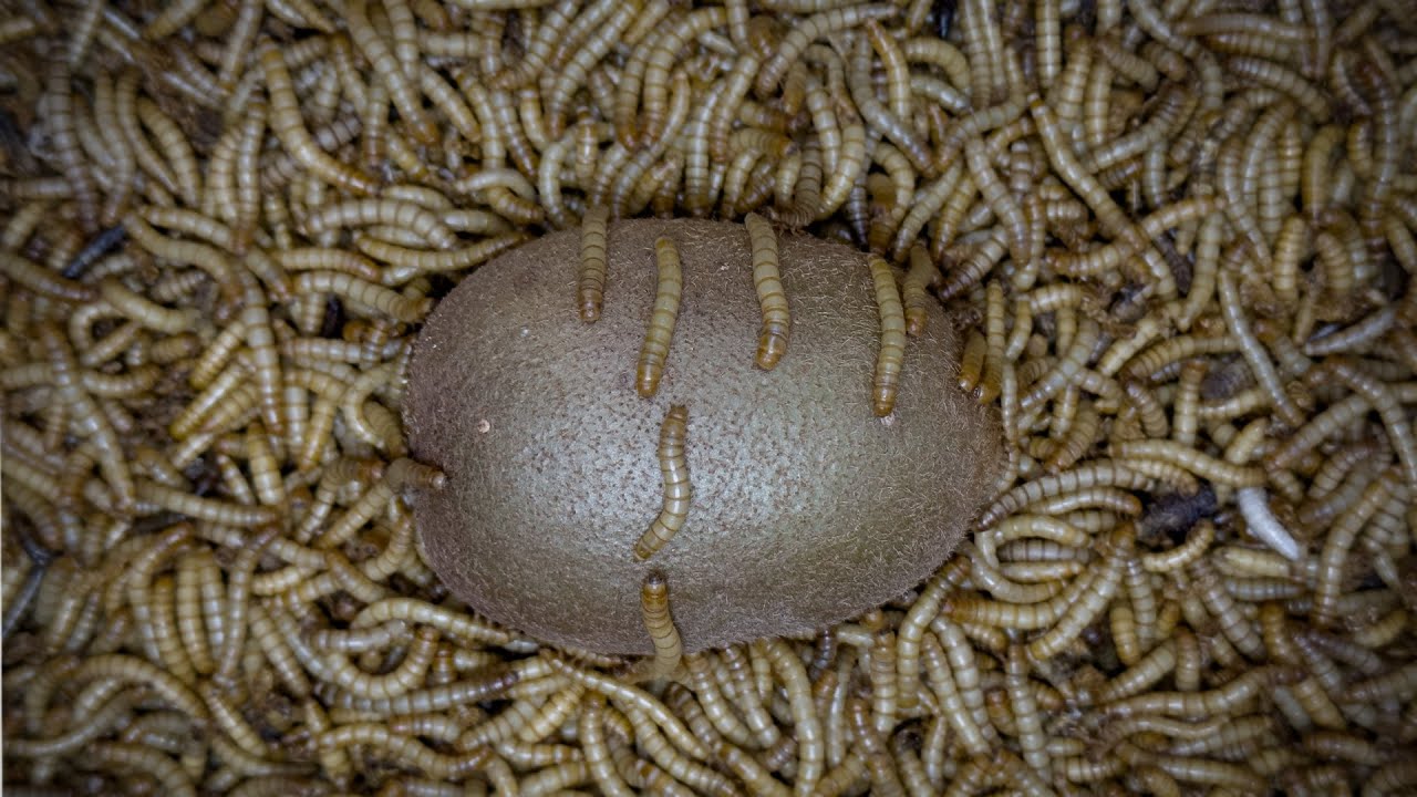 Mealworms VS Kiwi l 10'000 mealworm eating Kiwi - YouTube