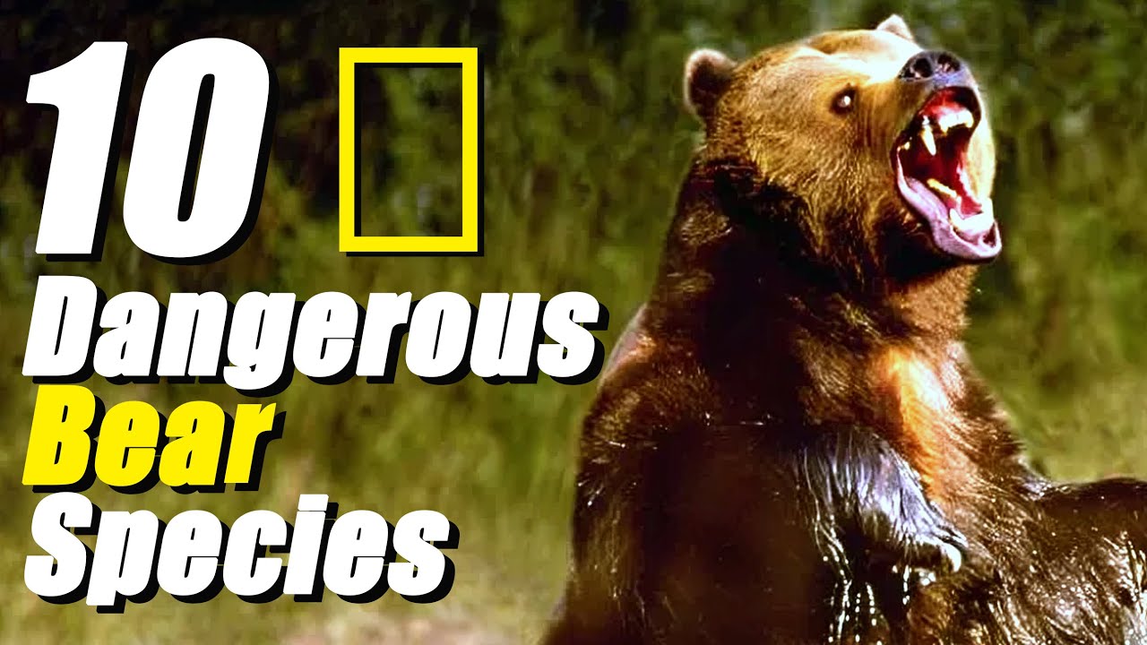 Dangerous Bears