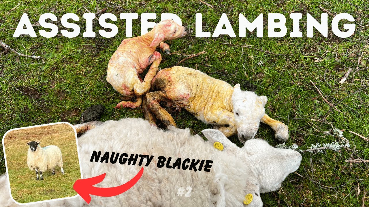 Lambing | Catching Ewes And Helping Them Lamb - YouTube