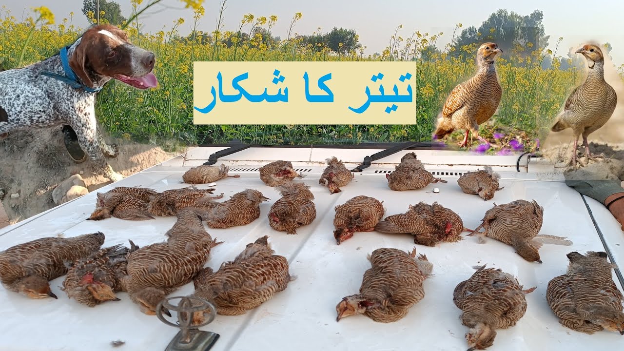 Partridge Hunting in Pakistan | Teetar Ka Shikar | Teetar Hunting In ...