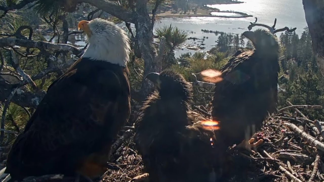 Sunny and Gizmo self feeding on Jackie fish | Big Bear Bald Eagle ...