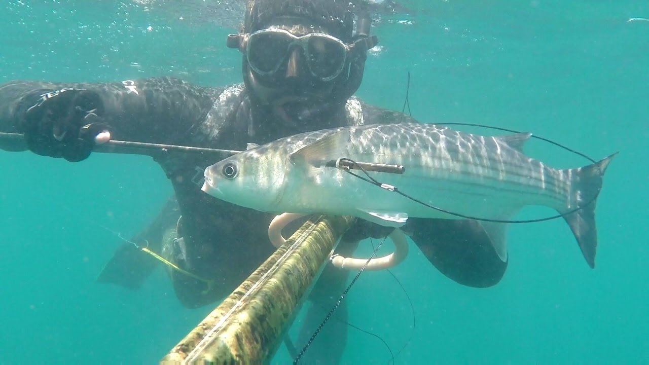 Pesca Sub in Apnea Sicilia HD: Cefalo Compilation Pesca Subacquea - YouTube