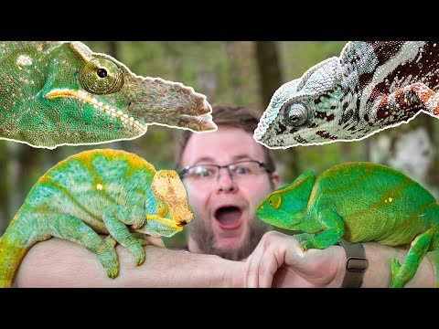 10 CHAMELEON SPECIES WE FOUND IN MADAGASCAR!!!