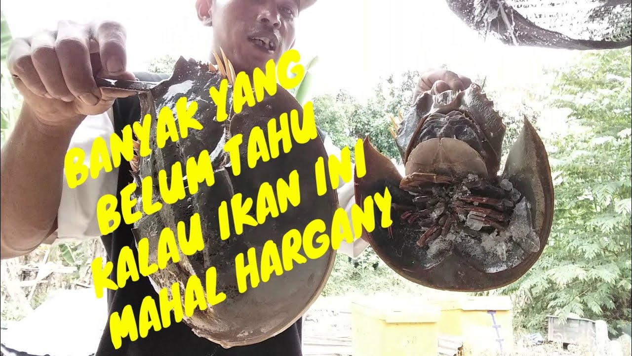 IKAN BELANGKAS ATAU KEPITING TAPAL KUDA HARGANYA MELAMBUNG - YouTube