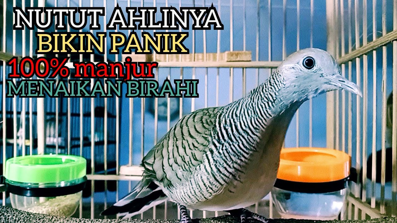 NUTUT AHLINYA bikin panik, perkutut mana yg g nyaut dengar suara betina ...