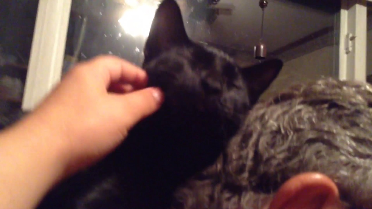 Look at my cat!😂 - YouTube