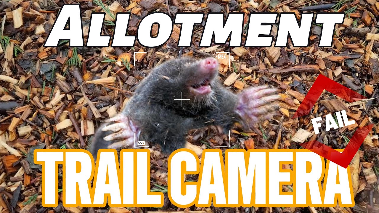 Allotment Trail Camera Update: The Plot Thickens - YouTube