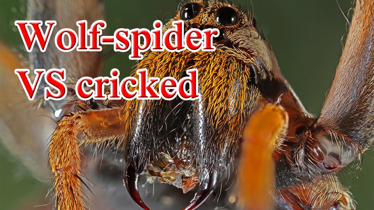 Wolfspider hunting and eating - YouTube
