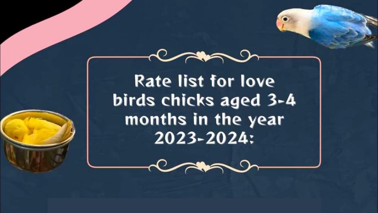 Albino red eye price || Albino red eye price 2024 || albino red eye ...