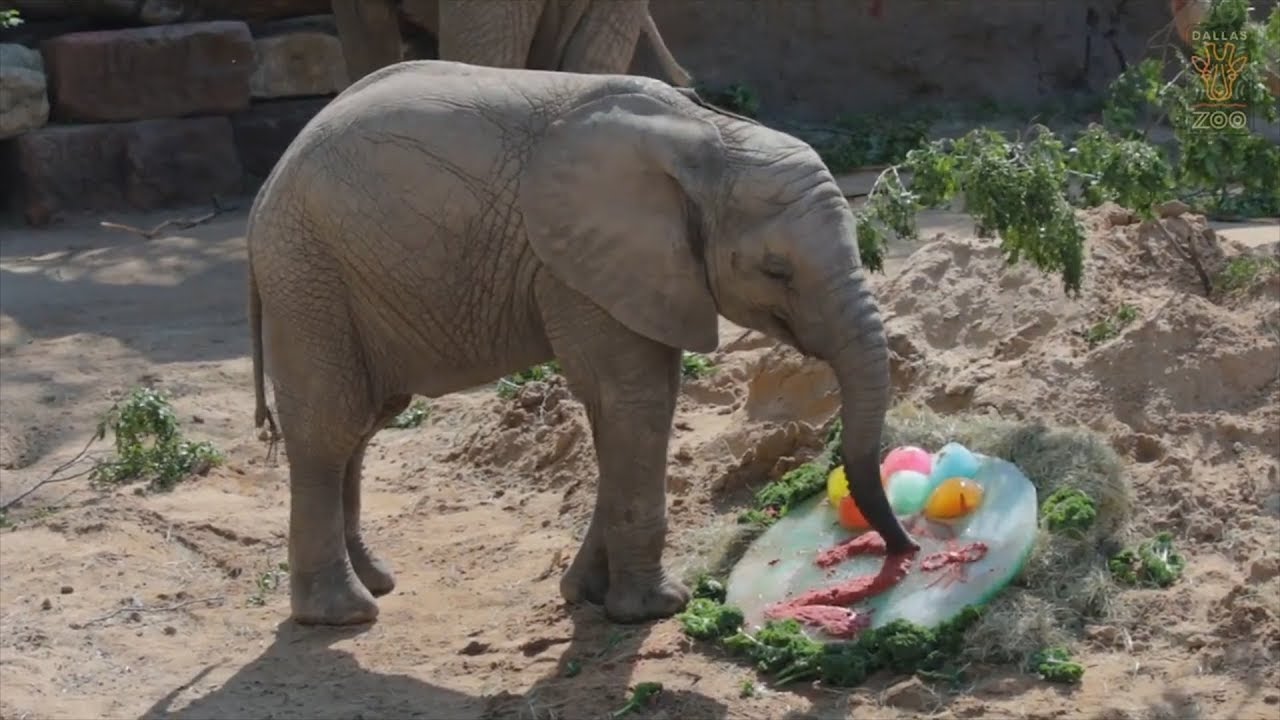 Watch Elephant Devour Cake For 2nd Birthday Celebration - YouTube