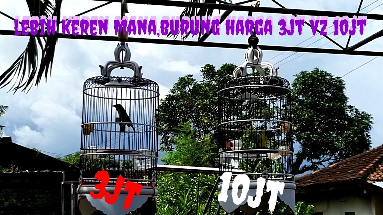 harga burung kecial kuning bikin pangling,no edit!! kicau mania - YouTube
