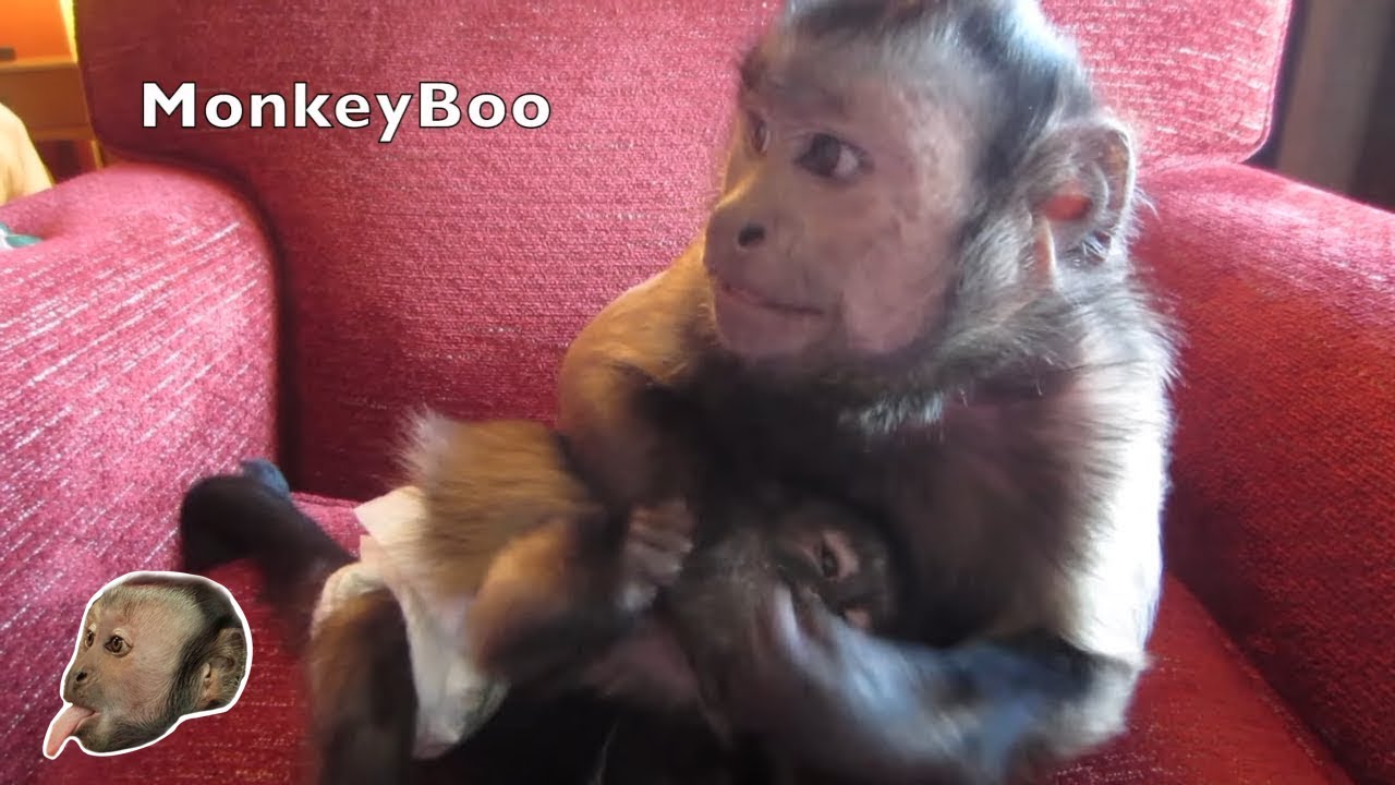 Capuchin Baby and Capuchin Playing (Cute) - YouTube