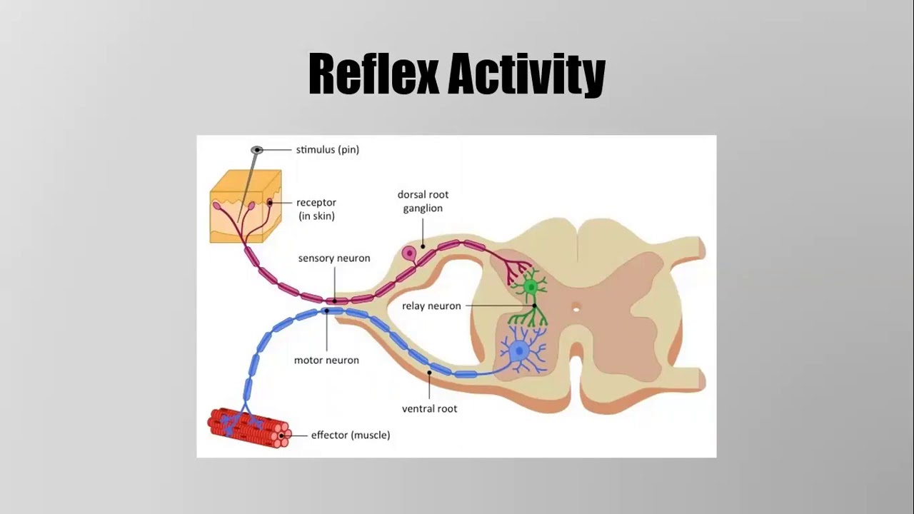 Reflex activity physiology part 1 - YouTube