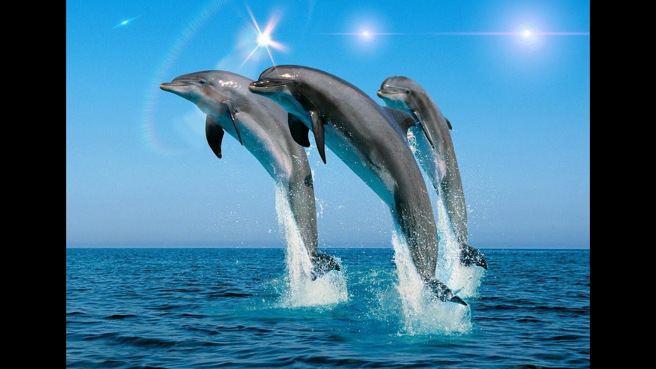 आपने नहीं देखा होगा ऐसा डाल्फिन मछली का स्टंट.। dolphins stunt. - YouTube