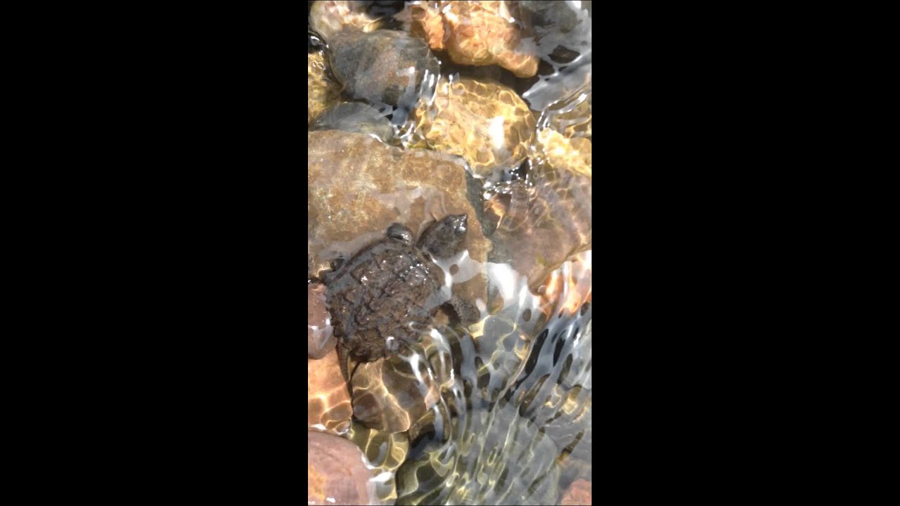 My snapping turtle camo in my friends pond - YouTube